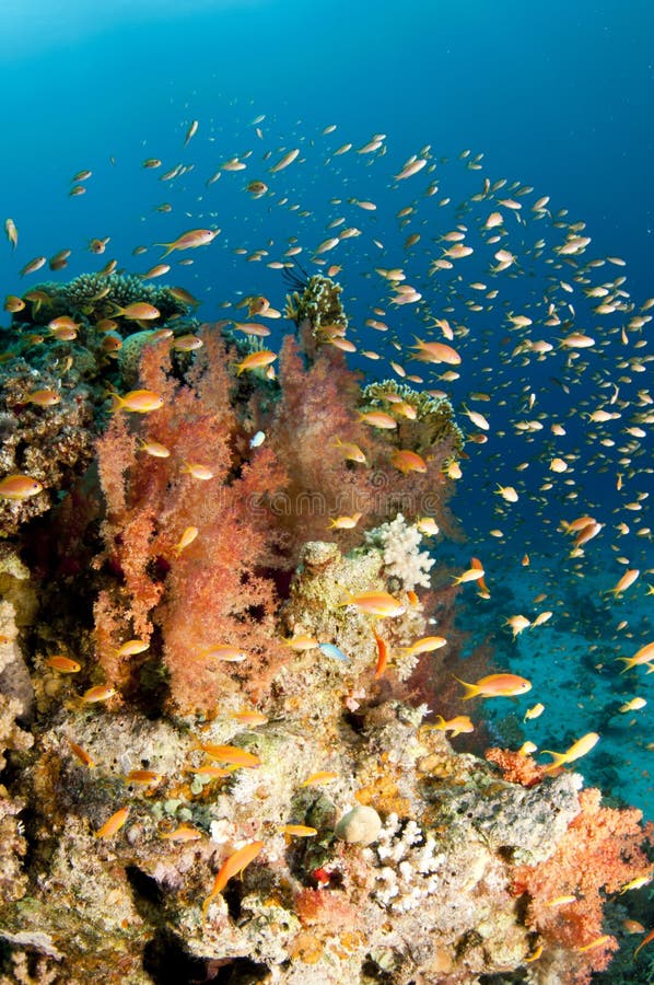 Anthea Fish on Soft Coral Reef Stock Photo - Image of marine, anthea ...