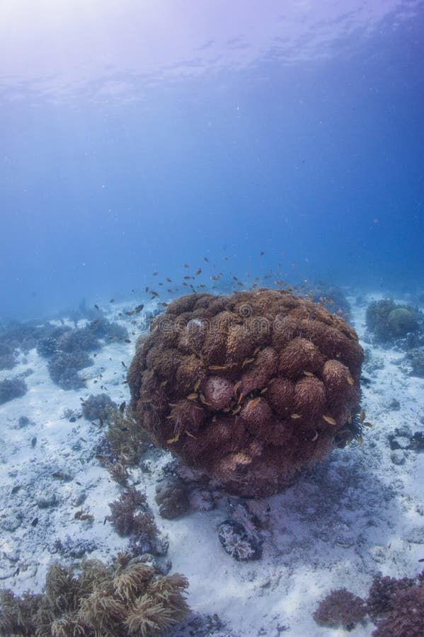 Anthias Squamipinnis Fish With Coral Reef Stock Image - Image of clear ...