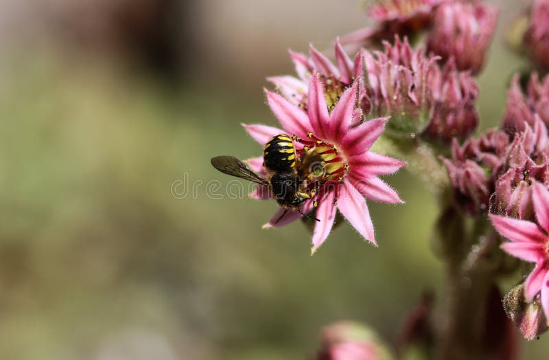 Anthidium Manicatum, Commonly Called the European Wool Carder Bee Stock ...