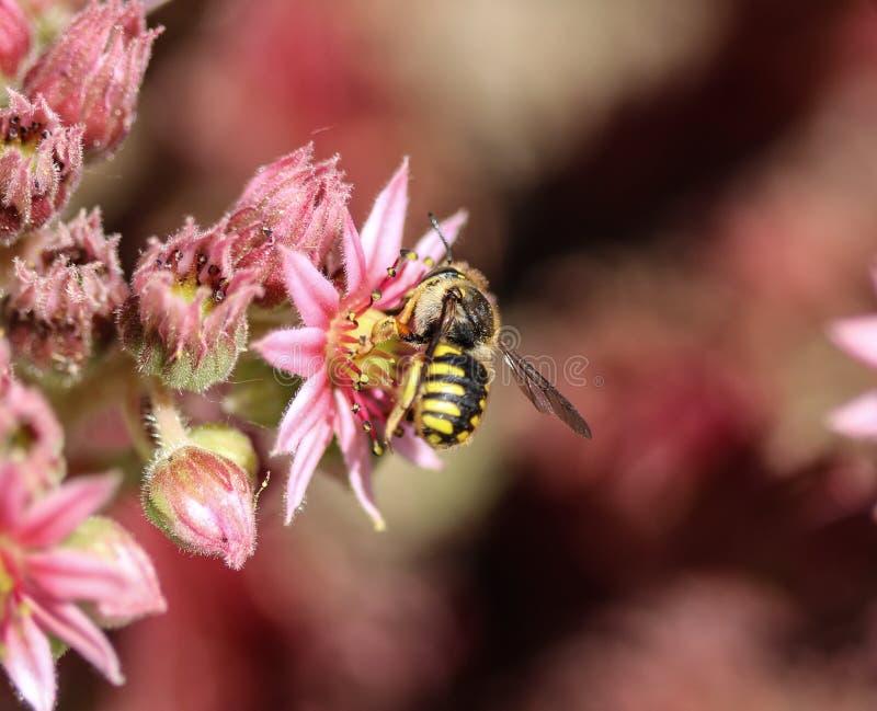 Anthidium Manicatum, Commonly Called the European Wool Carder Bee Stock ...