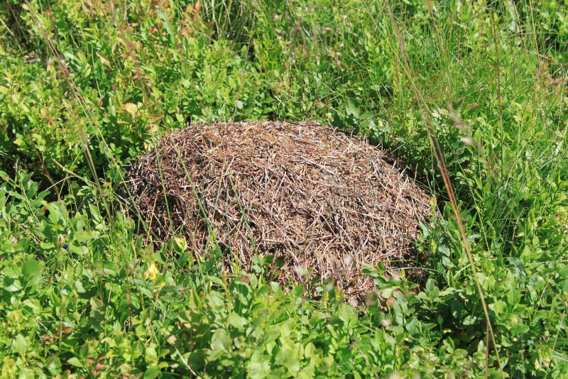 Anthill stock image. Image of social, small, nature, brown - 16973627