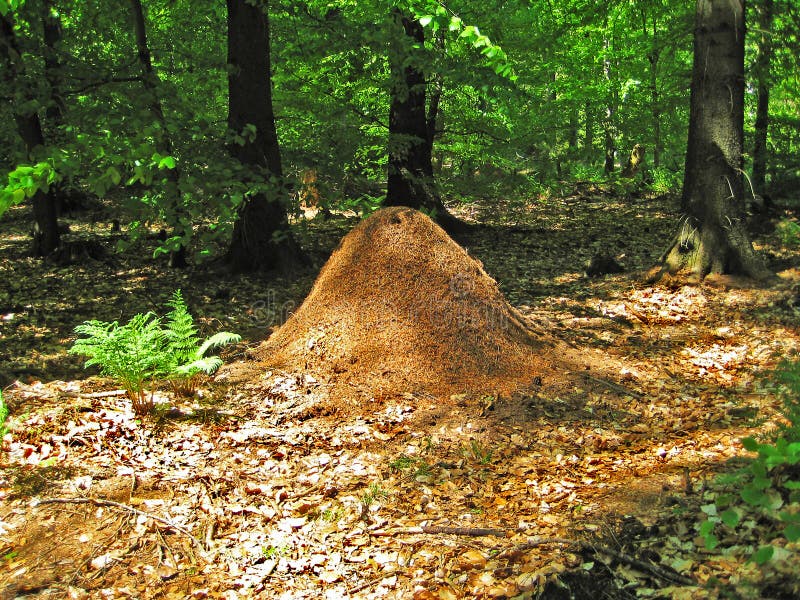 Anthill stock photo. Image of colony, antrey, work, nest - 26309858
