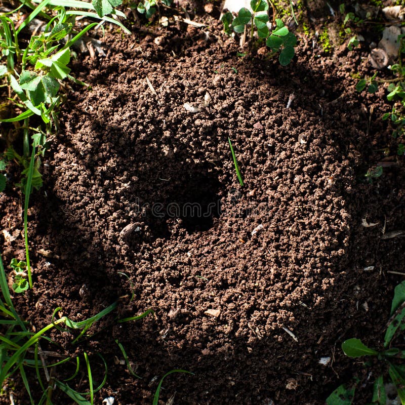 Anthill, ant house stock image. Image of anthill, colony - 4665853