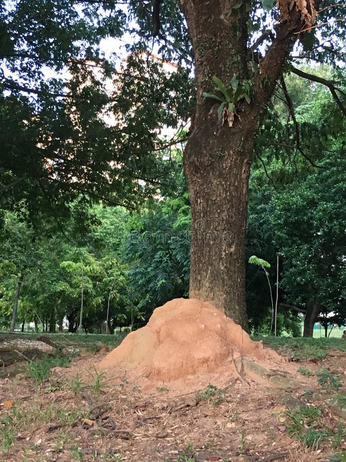 Anthill Ant Colony stock image. Image of colony, anthill - 77397735