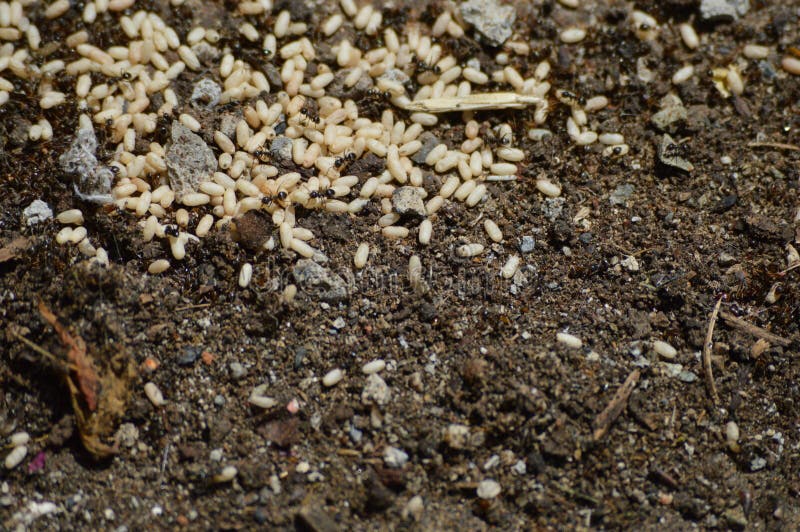 Anthill and ant larvae stock photo. Image of wildlife - 290955330