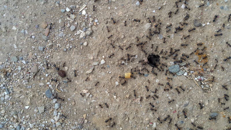 Anthill ants antbed stock photo. Image of summer, together - 212813546
