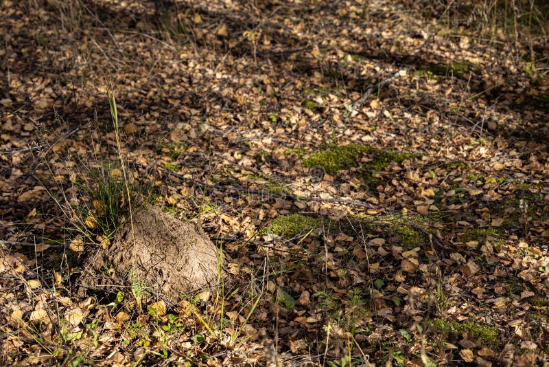 Anthill in the Autumn Forest among the Grass Stock Photo - Image of ...
