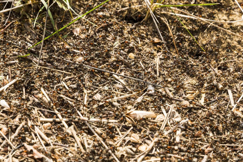 Black Ant Hive stock image. Image of nest, teamwork, workers - 20928871