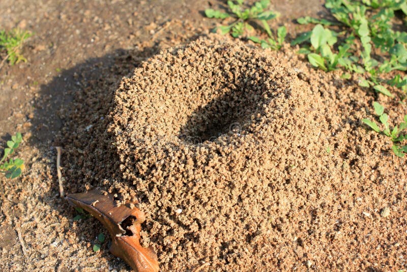 Anthill, ant house stock image. Image of anthill, colony - 4665853