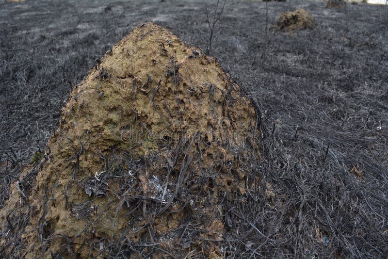 Anthill in the Burned-out Field Stock Photo - Image of burnt, field ...