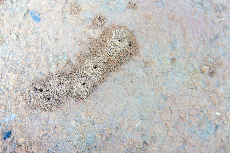 Anthill stock photo. Image of anthills, natural, nature - 157621800