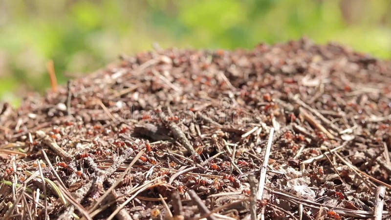 Forest Worker Ants Crawl Along a Large Anthill. Ant S Nest Stock Video ...