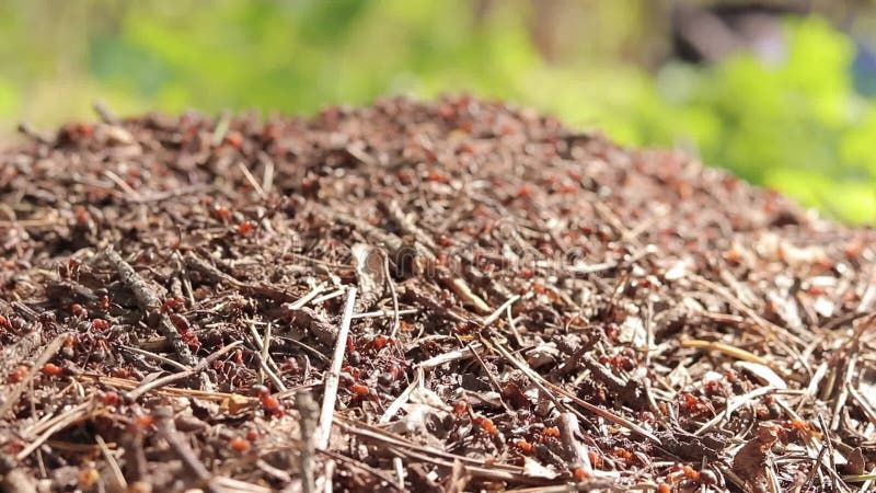 Forest Worker Ants Crawl Along a Large Anthill. Ant S Nest Stock Video ...
