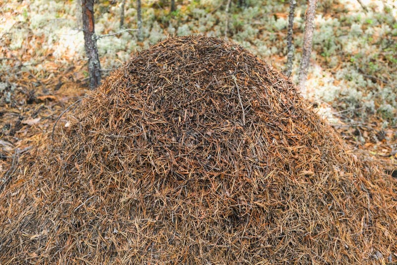 An Anthill with a Colony Ants in Close-up. an Anthill in a Pine ...