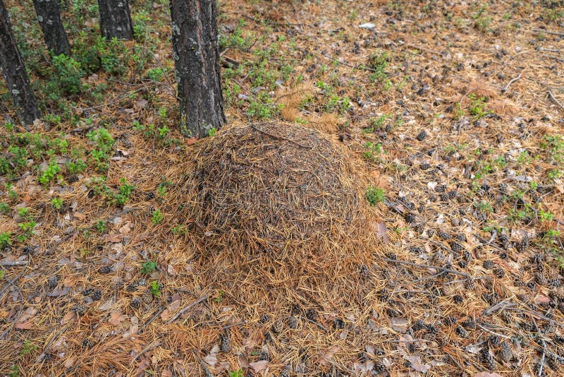 An Anthill with a Colony Ants in Close-up. an Anthill in a Pine ...