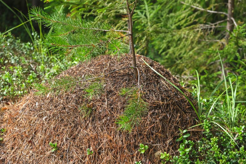 An Anthill with a Colony Ants in Close-up. an Anthill in a Pine ...