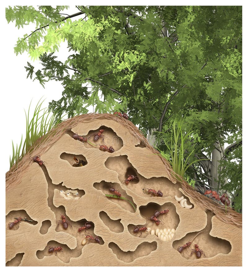 Ant Farm Live Ants Queen Stock Photos - Free & Royalty-Free Stock ... Ant Farm Live Ants Queen Stock Photos - Free & Royalty-Free Stock ...