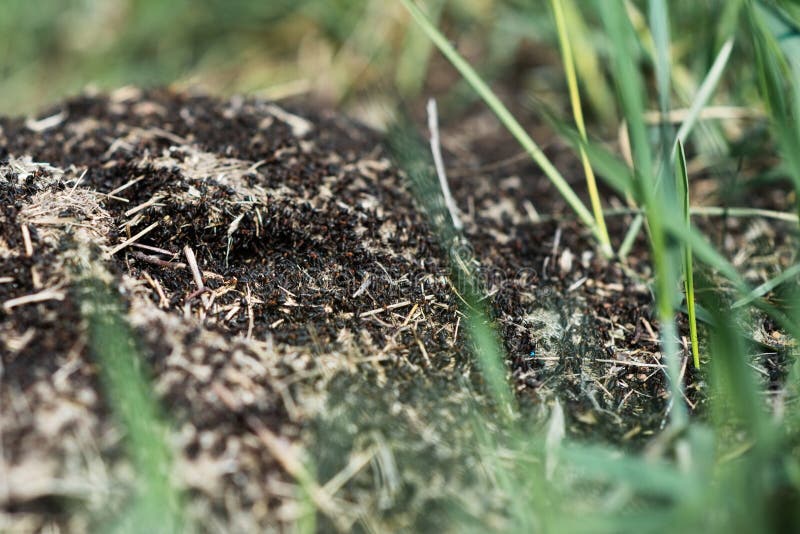 Anthill into the Earth among Soil and Green Plants Stock Image - Image ...
