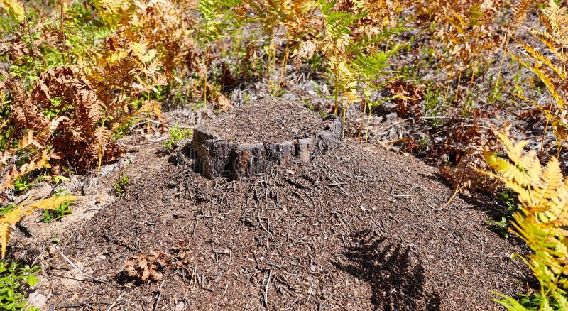 Anthill with Colony of Ants on a Stump Stock Photo - Image of ...