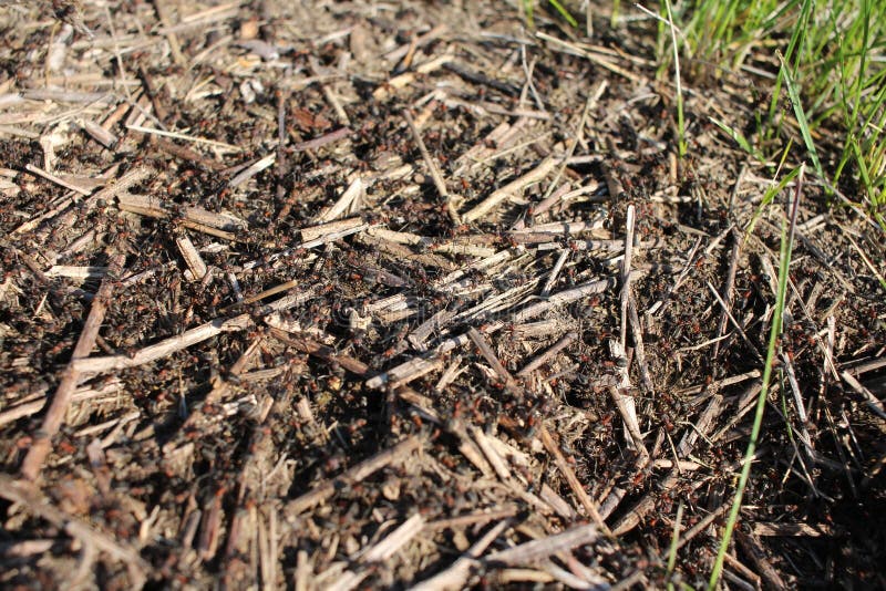 An Anthill with Forest Ants Insects Crawl in the Ground Stock Photo ...
