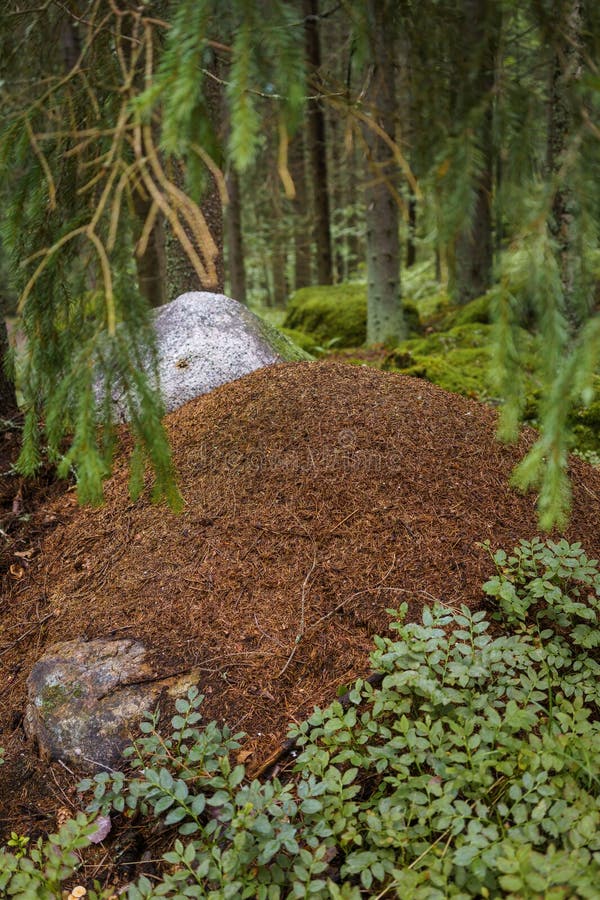 Anthill Framed by Tree Branches Stock Image - Image of greenery ...