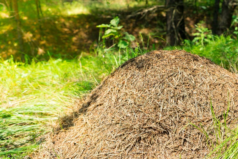 Anthill in the Forest. Large Colony of Ants Stock Photo - Image of ...