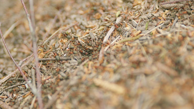 Anthill in the Forest with Forest Red Ants. Big Anthill with Colony of ...
