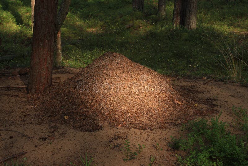 Anthill in the forest stock photo. Image of summer, wild - 98208624
