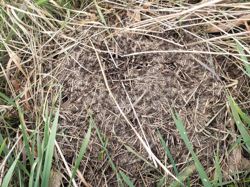 Anthill in the Grass on the Ground. Stock Photo - Image of ground ...