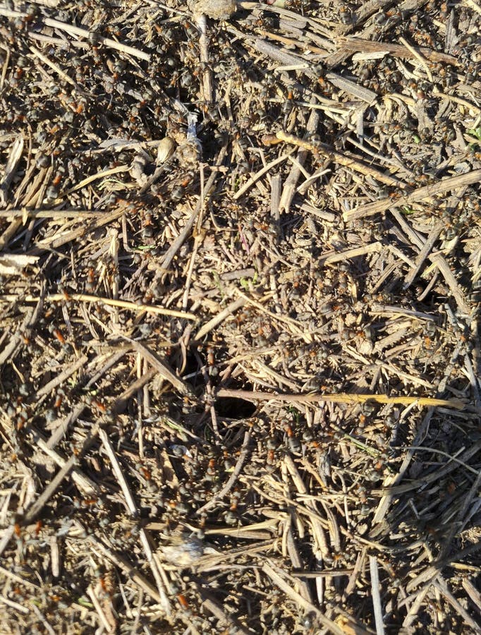 An Anthill, a House for Ants, an Insect with Paws, Claws Stock Photo ...