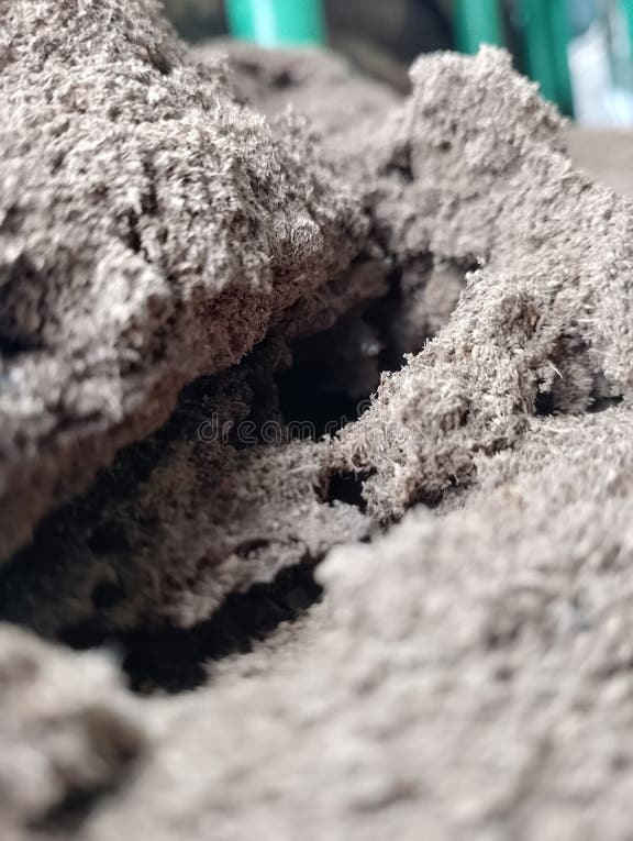 Anthill Inside the Mound Insect Ants Stock Photo - Image of insect ...