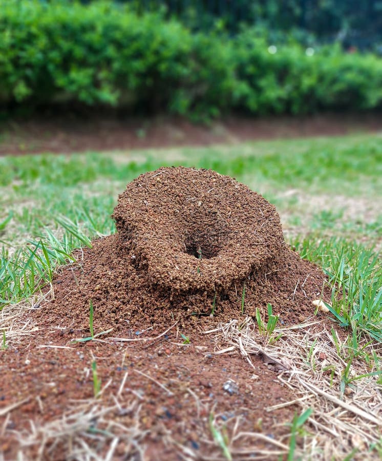Anthill of leafcutter stock image. Image of nature, biology - 343583205