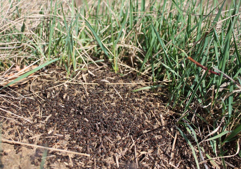 Anthill with Many Black Ants in the Grass Stock Photo - Image of ...