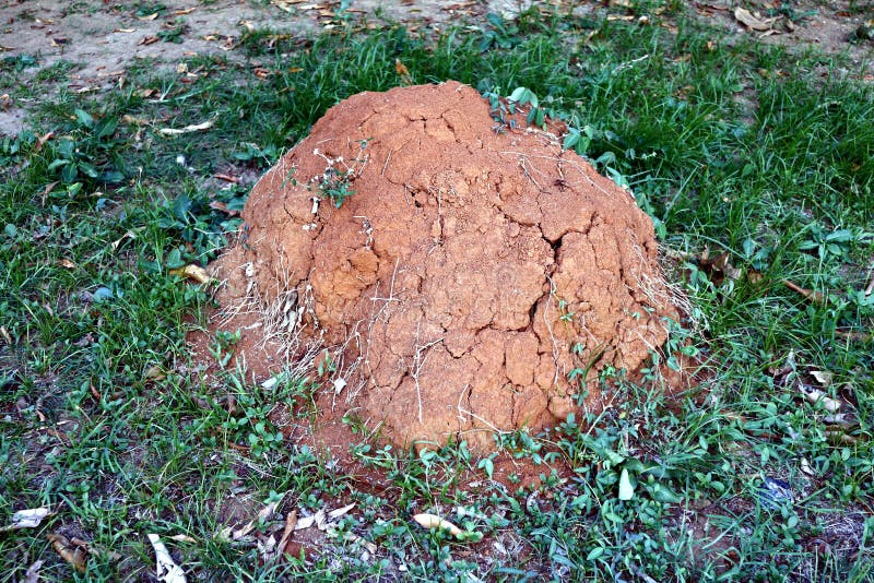 Bullet Ants in the Amazon stock photo. Image of hanging - 32756238