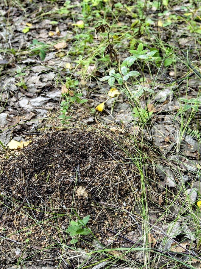Small Anthill in a Mixed Forest among Trees, it is Not yet One Year Old ...