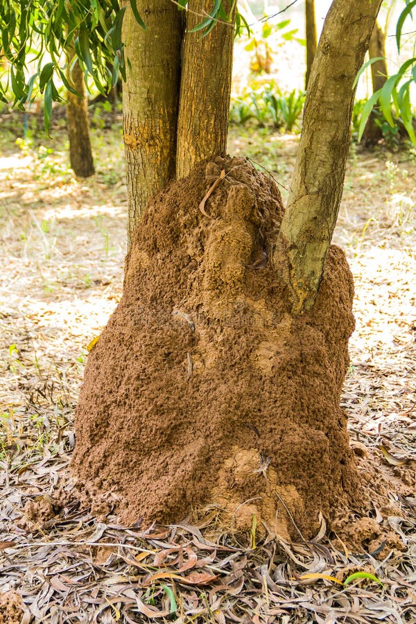 Anthill Near the Base of the Tree. Stock Image - Image of anthill ...