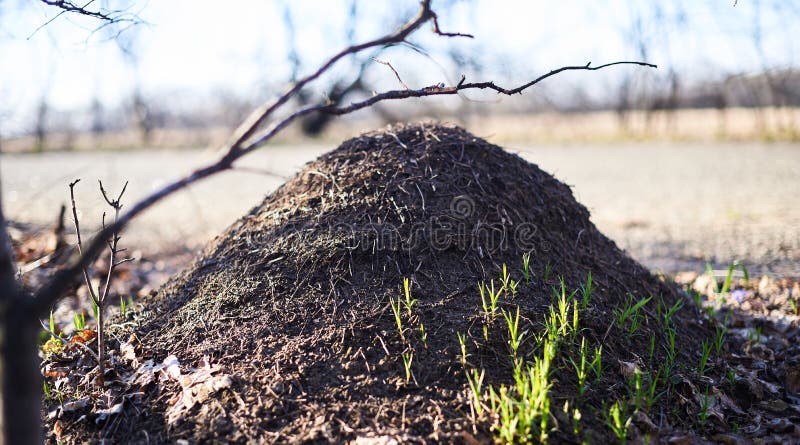 Anthill Near the Road. the Concept of Combining Nature and Civilization ...