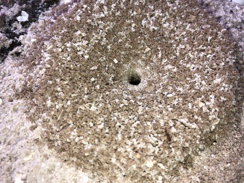 Anthill opening in sand stock photo. Image of biology - 106244304
