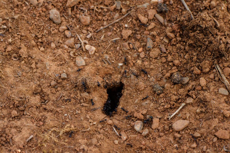 Anthill stock photo. Image of small, hill, animals, hole - 45352784
