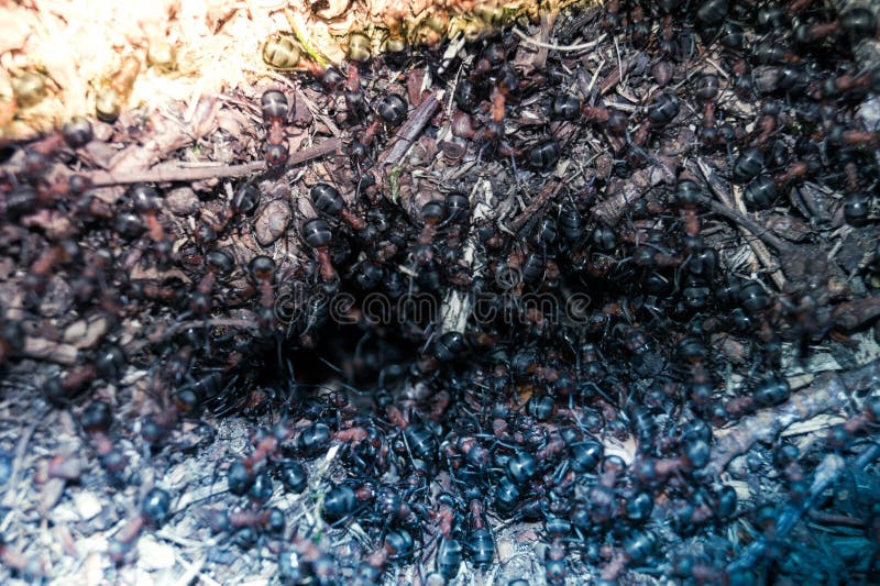 Red forest ants stock image. Image of group, animal - 162435125