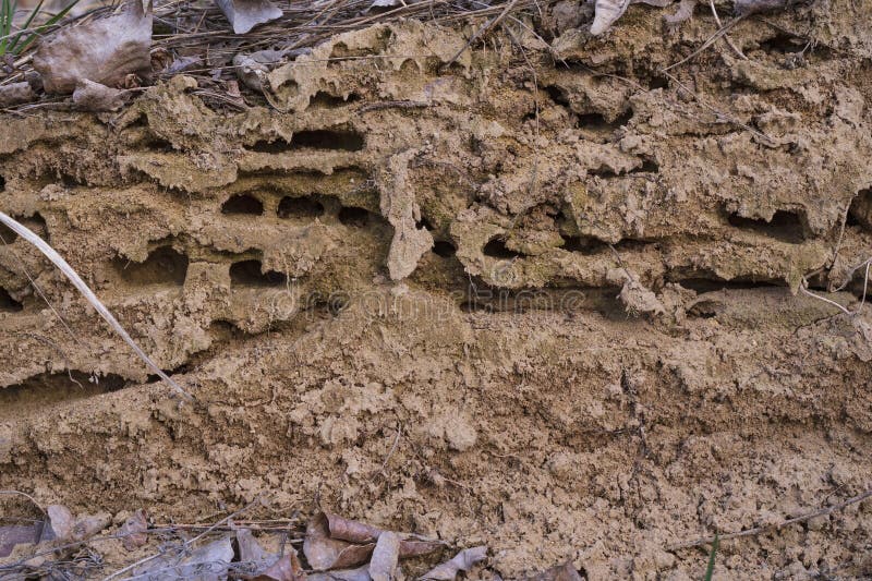 Anthill in the Sand. Texture of Sand with Ant Passages. Stock Photo ...