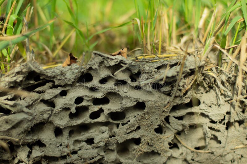Anthill Section Stock Photos - Free & Royalty-Free Stock Photos from ...