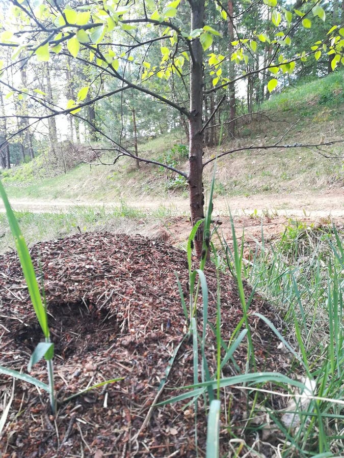 Anthill in a spring forest stock image. Image of nature - 274960611