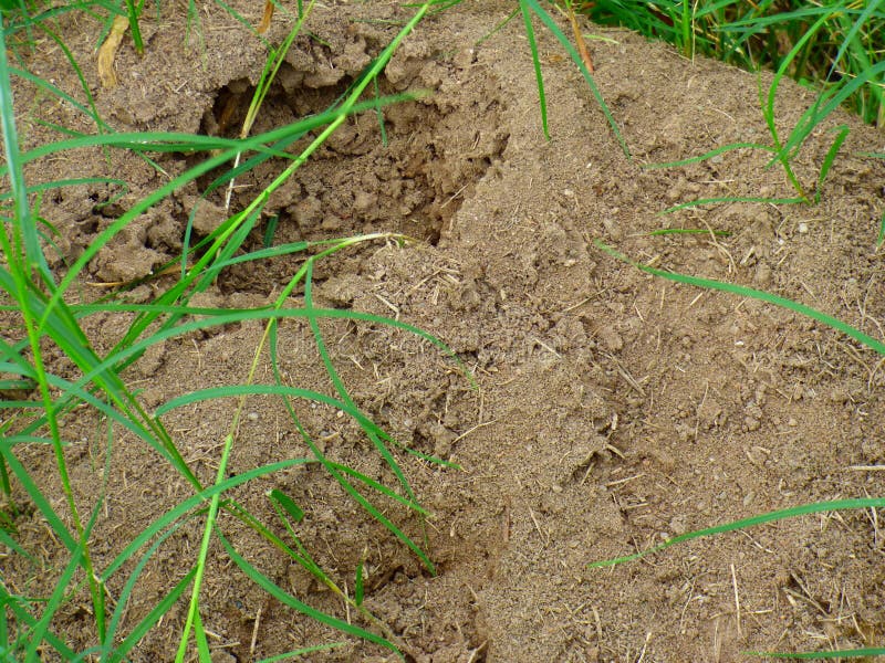 Anthill Surrounded by Grass Stock Image - Image of colony, house: 96333899