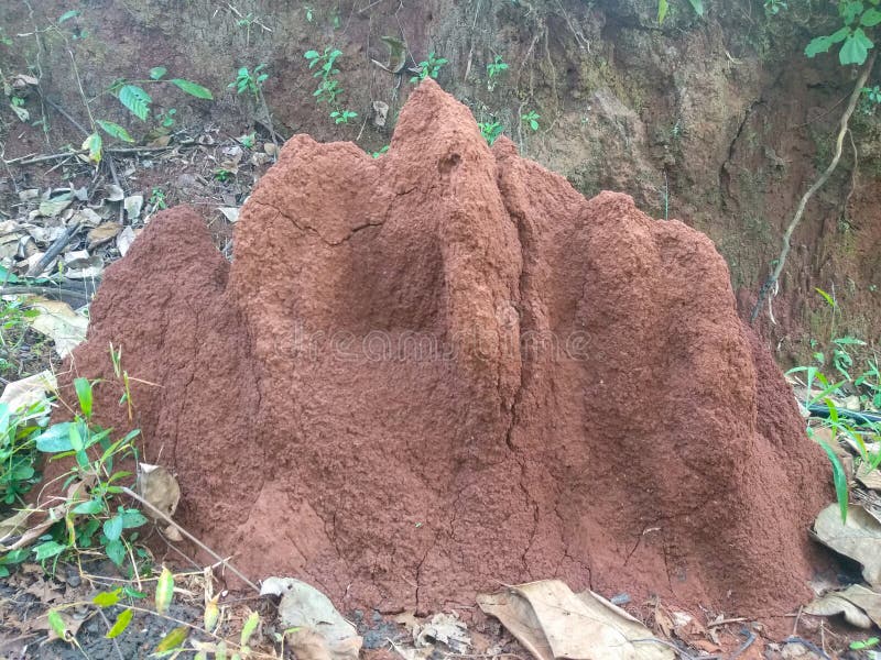 Termitehill Stock Photos - Free & Royalty-Free Stock Photos from Dreamstime