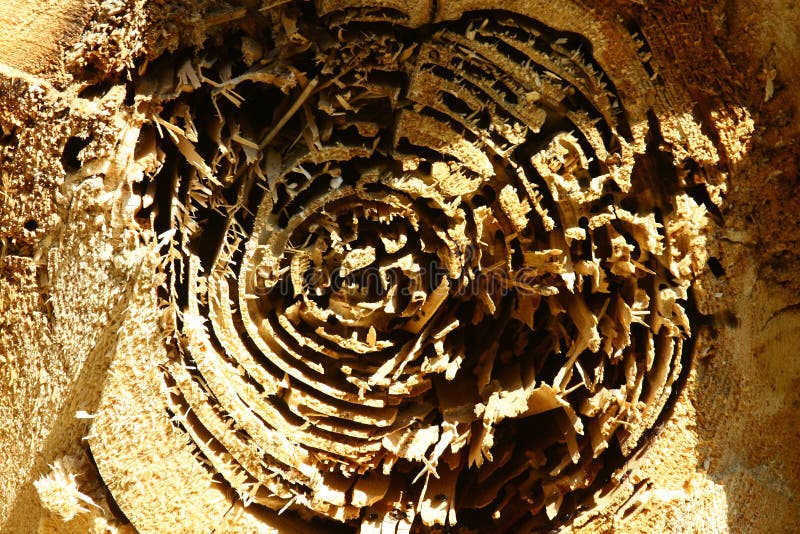 Anthill in a tree stock photo. Image of nature, summer - 229544670