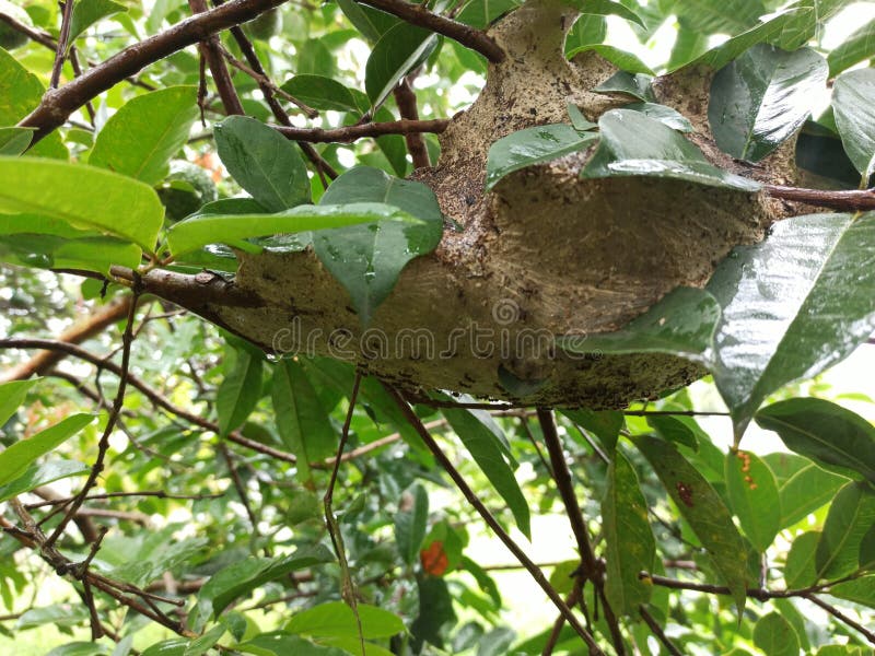 Anthill on a Tree Trunk in Central Colombia Stock Image - Image of ...