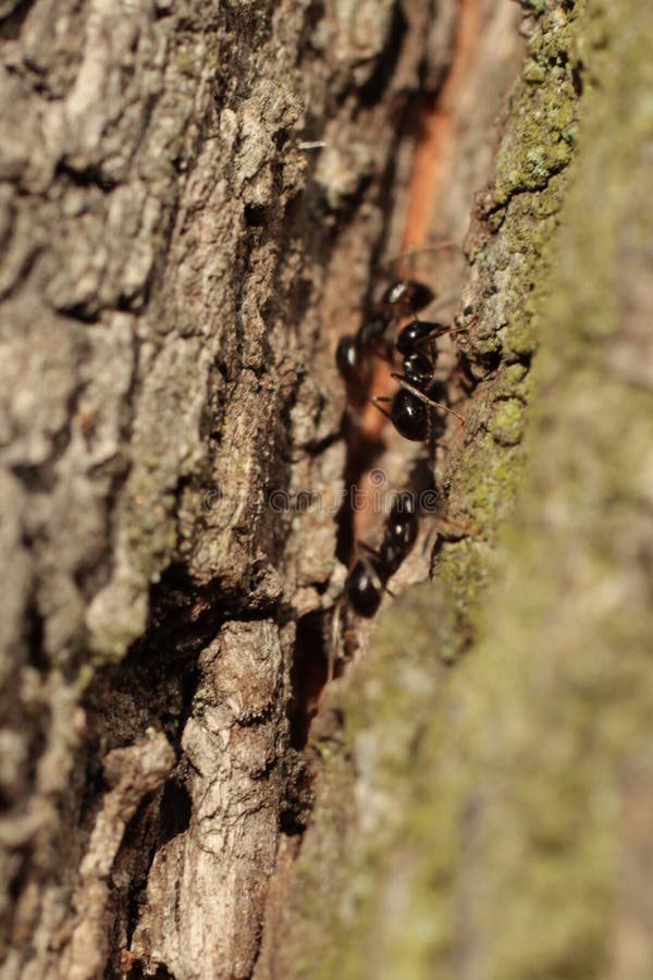 Anthill on a tree trunk stock image. Image of anthill - 43437275