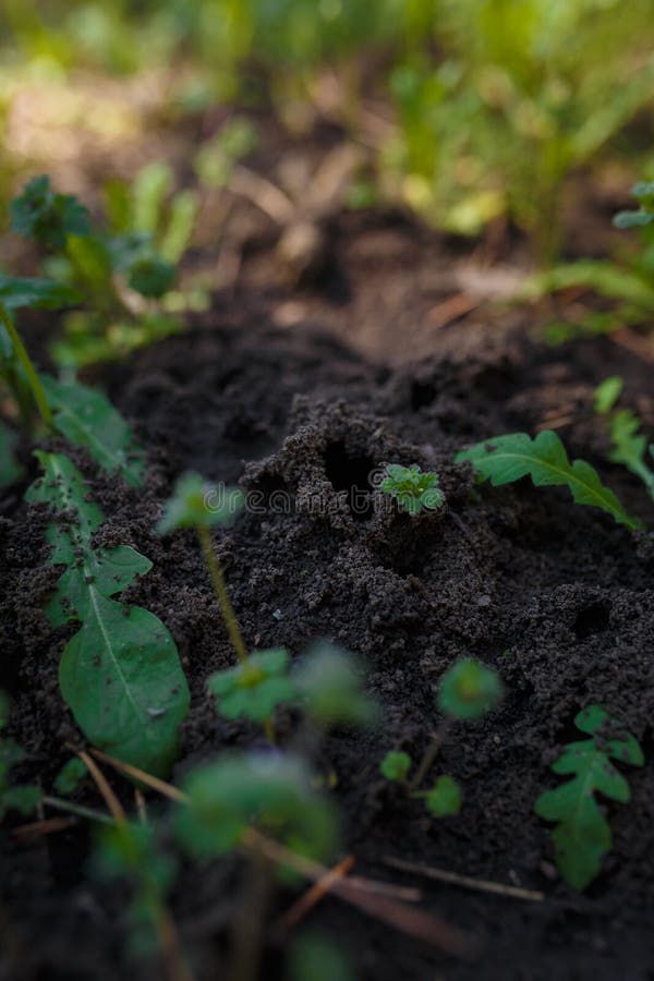 Anthill in Wet Forest Ground with Green Leaves in the Shadow after Rain ...