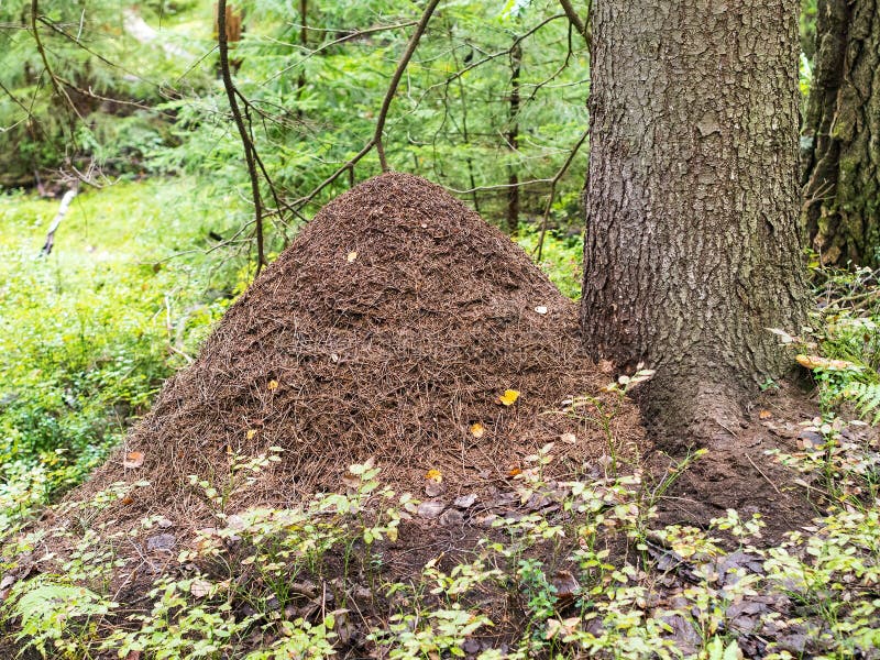 Anthill in the woods stock image. Image of colony, foliage - 91333871